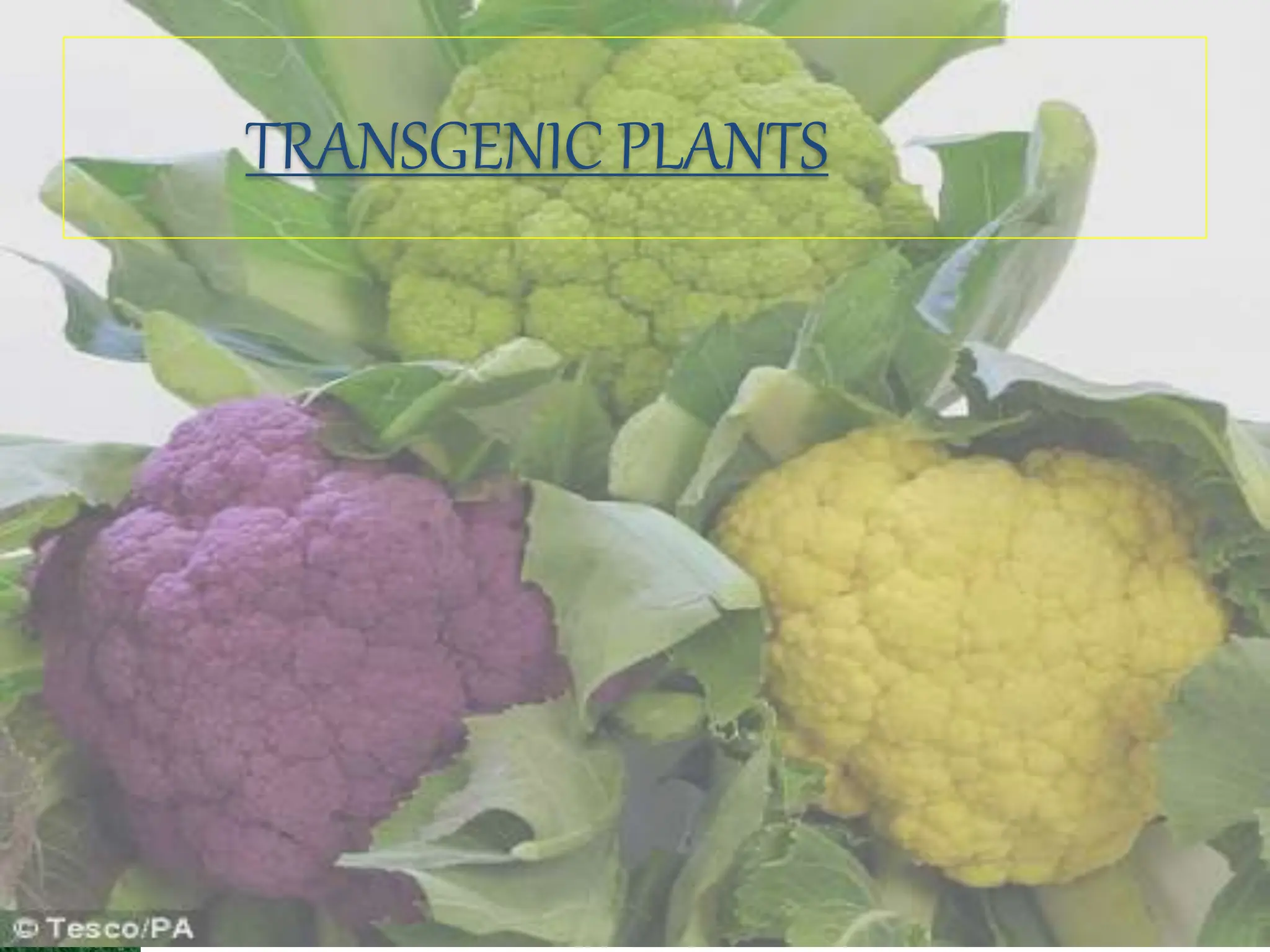transgenic plants and their role in crop improvement | PPTX ...