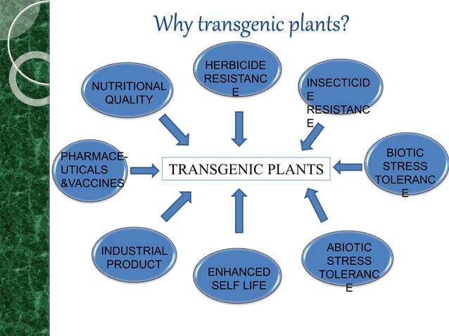 transgenic plants and their role in crop improvement | PPTX ...
