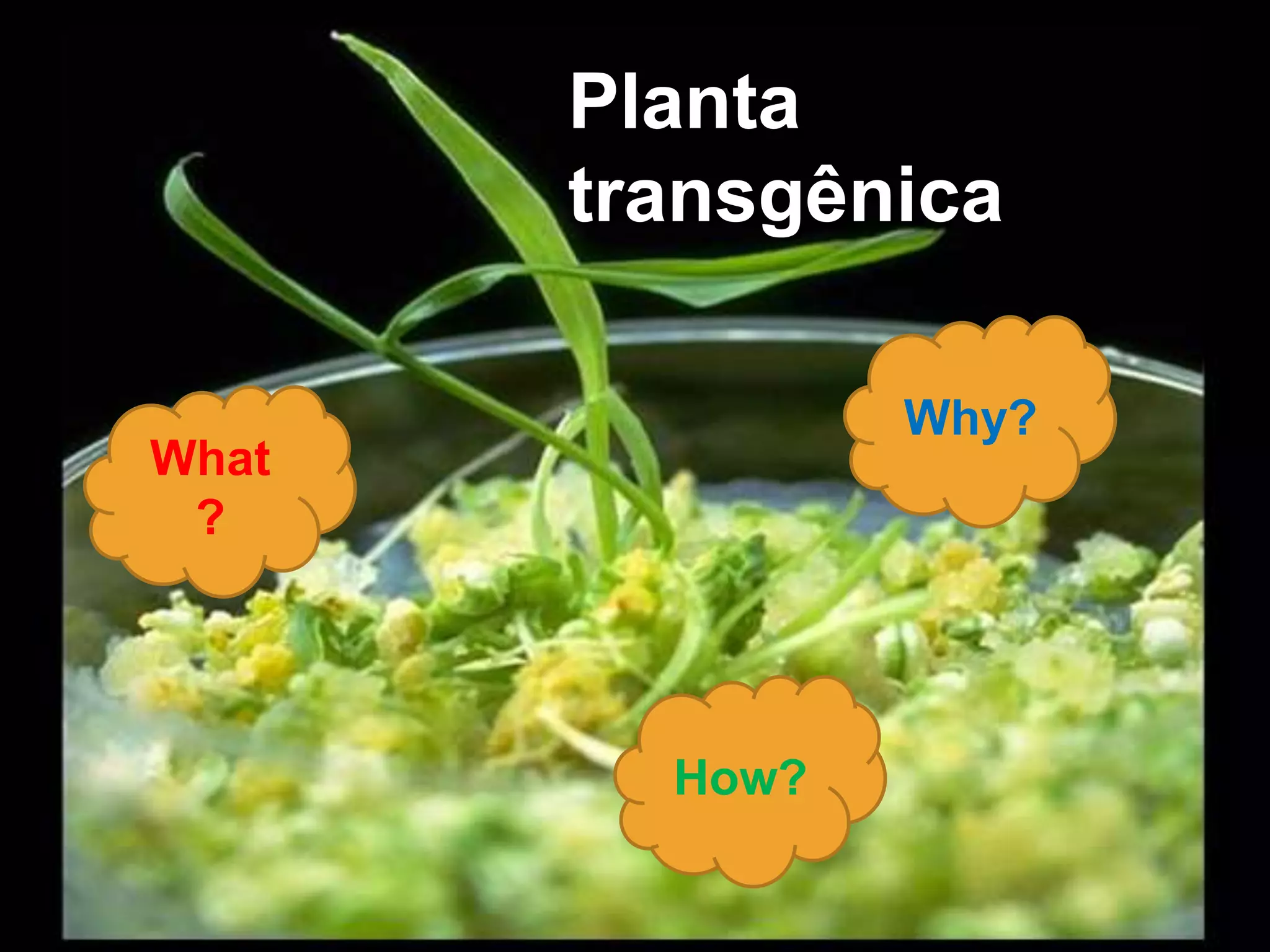 Transgenic plants and applications | PPTX