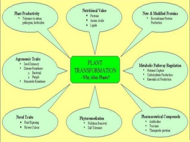 Transgenic plants and applications | PPTX