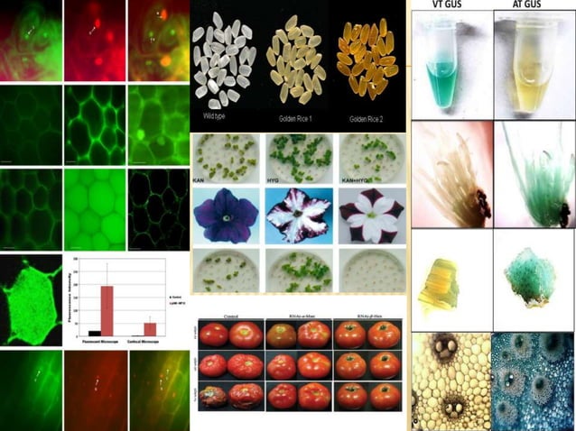 Transgenic plants and applications | PPTX