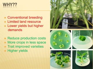 Transgenic plants and applications | PPTX