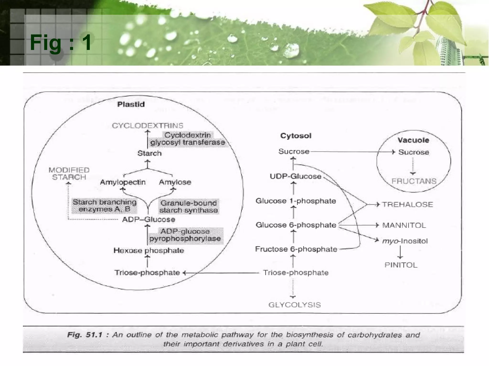 Transgenic plants as bioreactor | PPT