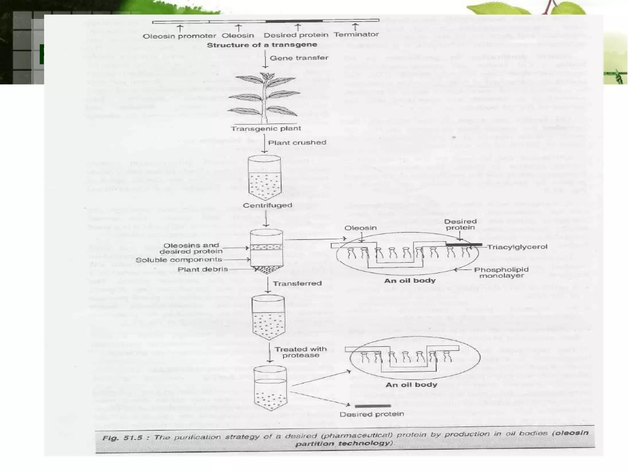 Transgenic plants as bioreactor | PPT