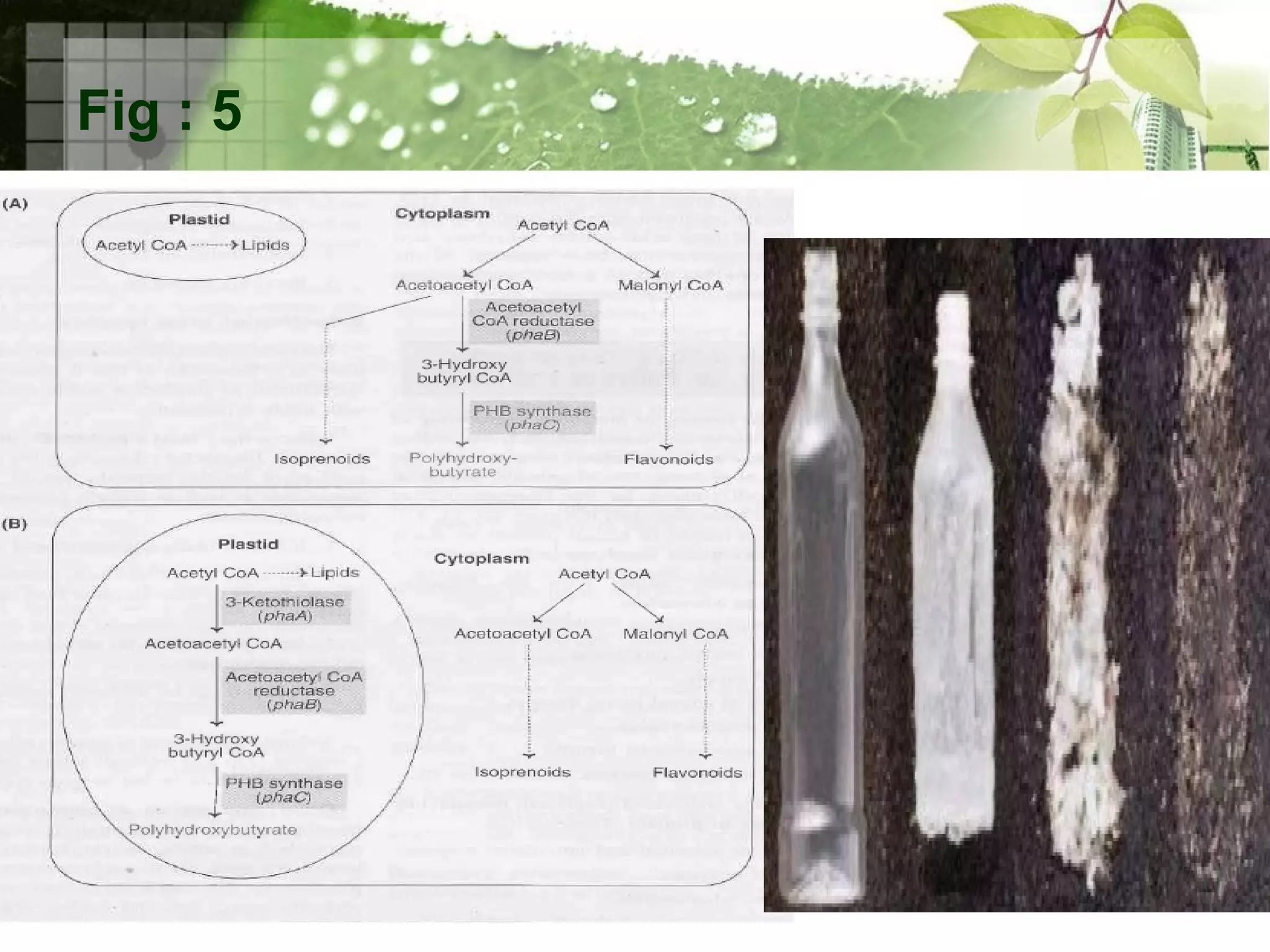 Transgenic plants as bioreactor | PPT