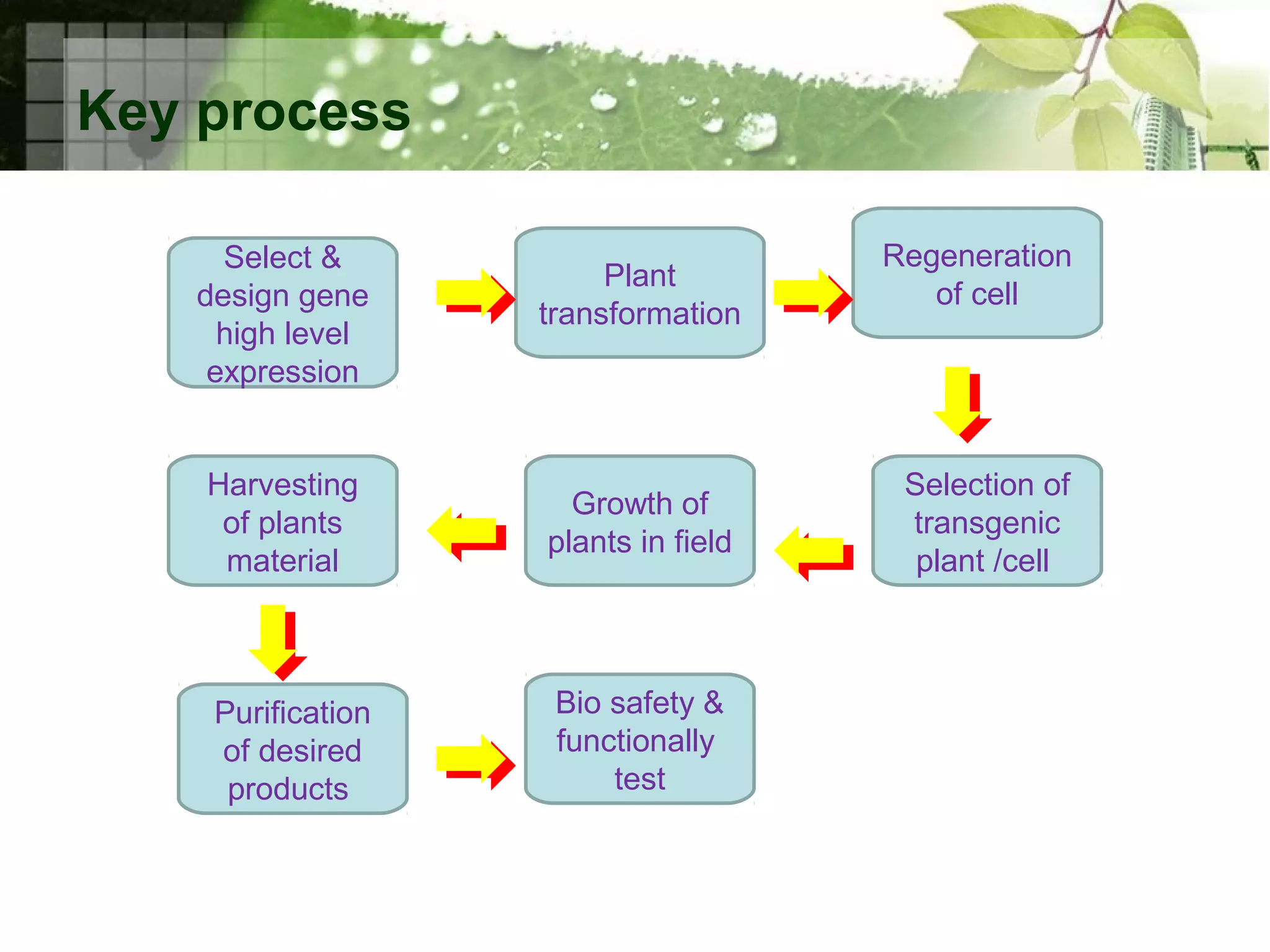 Transgenic plants as bioreactor | PPT