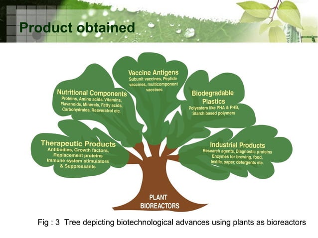 Transgenic plants as bioreactor | PPT