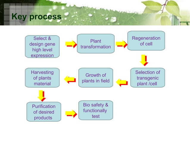 Transgenic plants as bioreactor | PPT