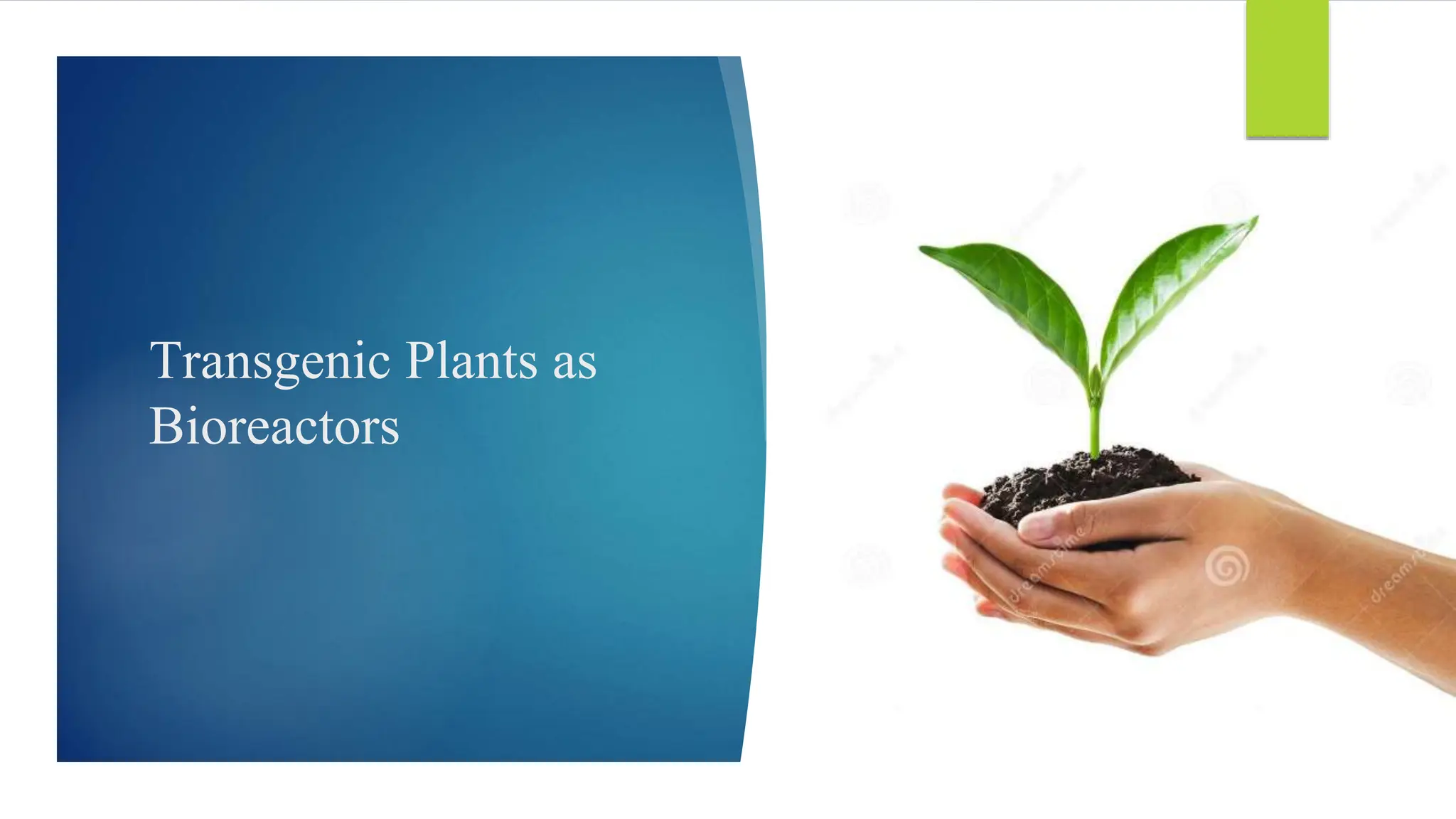 Transgenic_plants_as_bioreactors.pptx