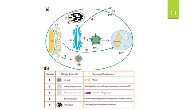 Transgenic_plants_as_bioreactors.pptx