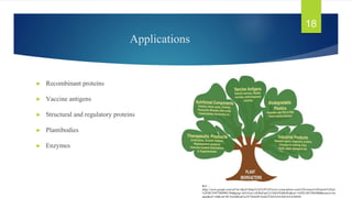 Transgenic_plants_as_bioreactors.pptx