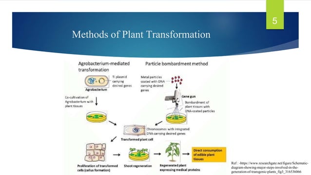 Transgenic_plants_as_bioreactors.pptx