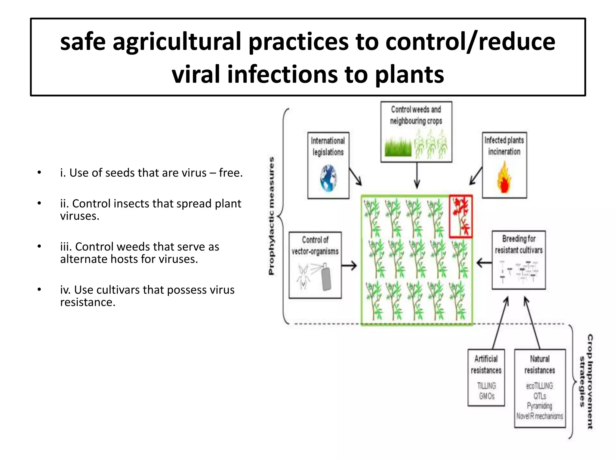 Transgenic plants for viral disease resistance | PPTX