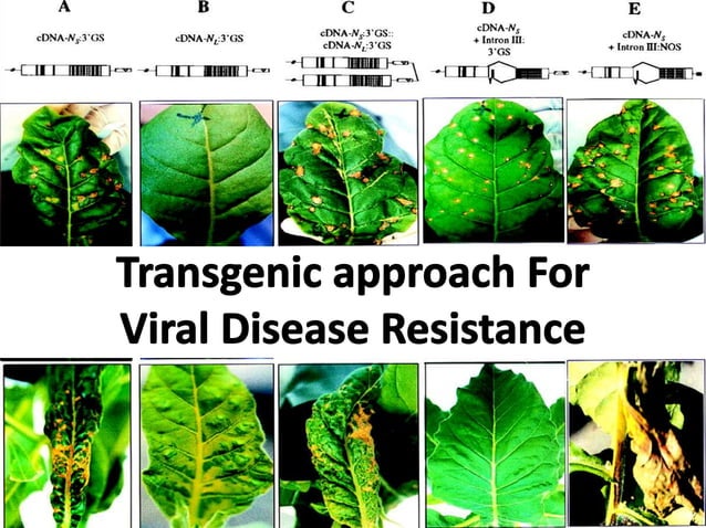 Transgenic plants for viral disease resistance | PPTX | Biotech and ...