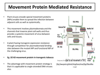 Transgenic plants for viral disease resistance | PPTX