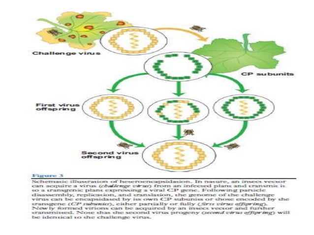 Transgenic plants for viral disease resistance | PPTX | Biotech and ...