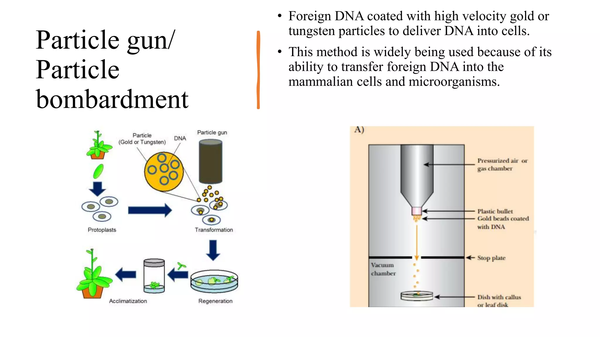 Transgenic Plants, Gene Identification and Method.pptx