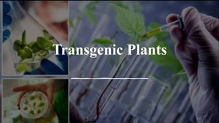 Transgenic Plants, Gene Identification and Method.pptx