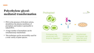 Transgenic Plants, Gene Identification and Method.pptx