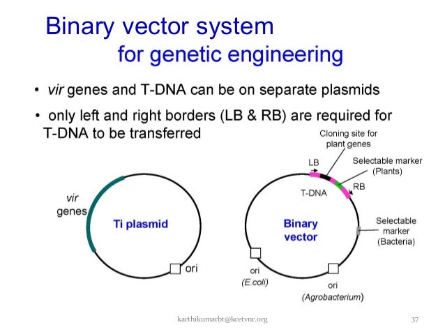 Transgenic plants new