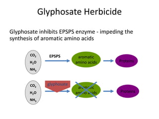 transgenics_17b.pptx