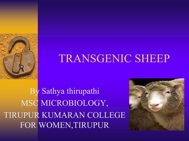 Transgenic sheep ppt for staff & students | PPTX