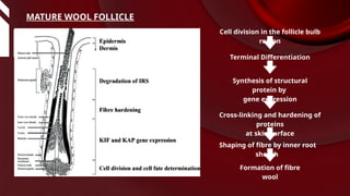 Transgenic Sheep and high quality wool production.pptx
