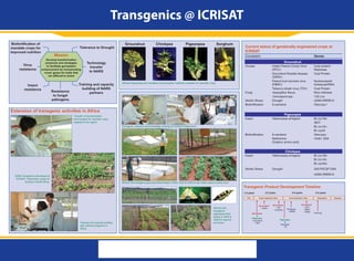 Transgenics @ ICRISAT | PPT