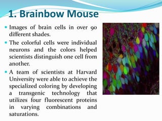 transgenic technology.pptx