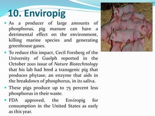 transgenic technology.pptx