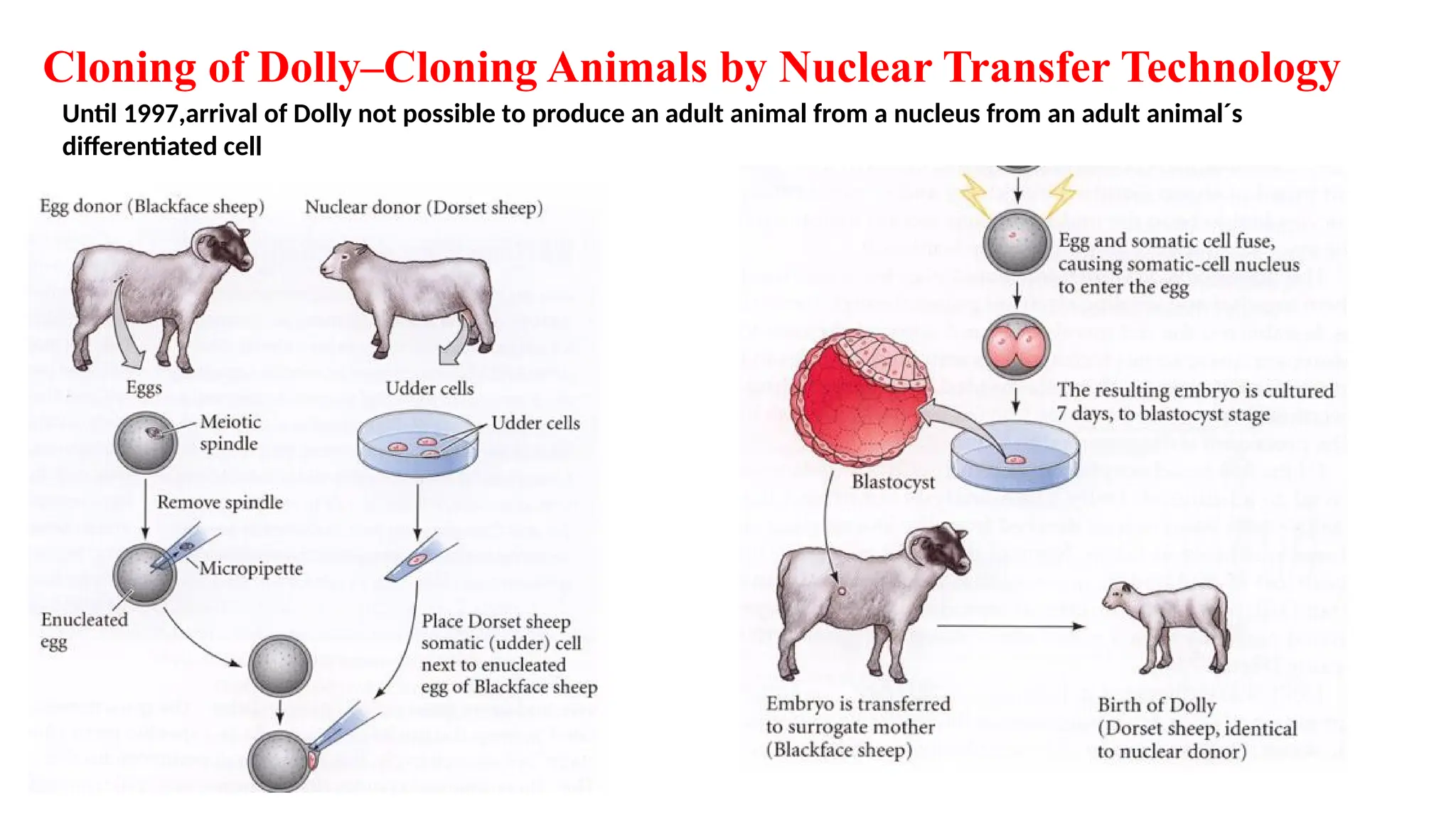 Transgenic technology details overview for dbt jrf net.pptx