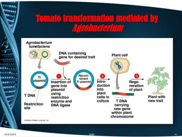 Transgenics - a biotech approach for improvement of tomato (tomato b…