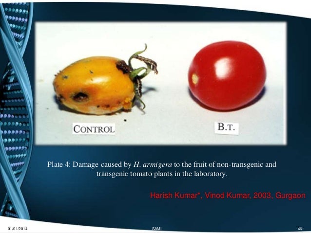 Transgenics - a biotech approach for improvement of tomato (tomato b…