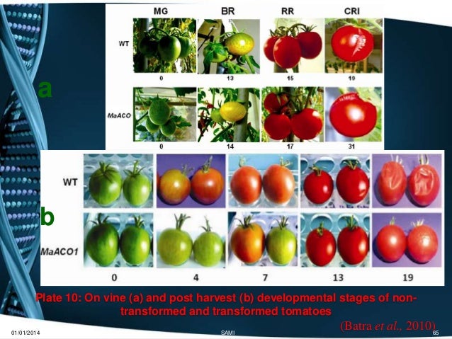Transgenics - a biotech approach for improvement of tomato (tomato b…