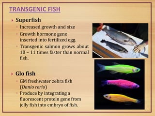 Transgenic Animals | PPT
