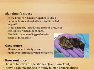 Transgenic Animals | PPT