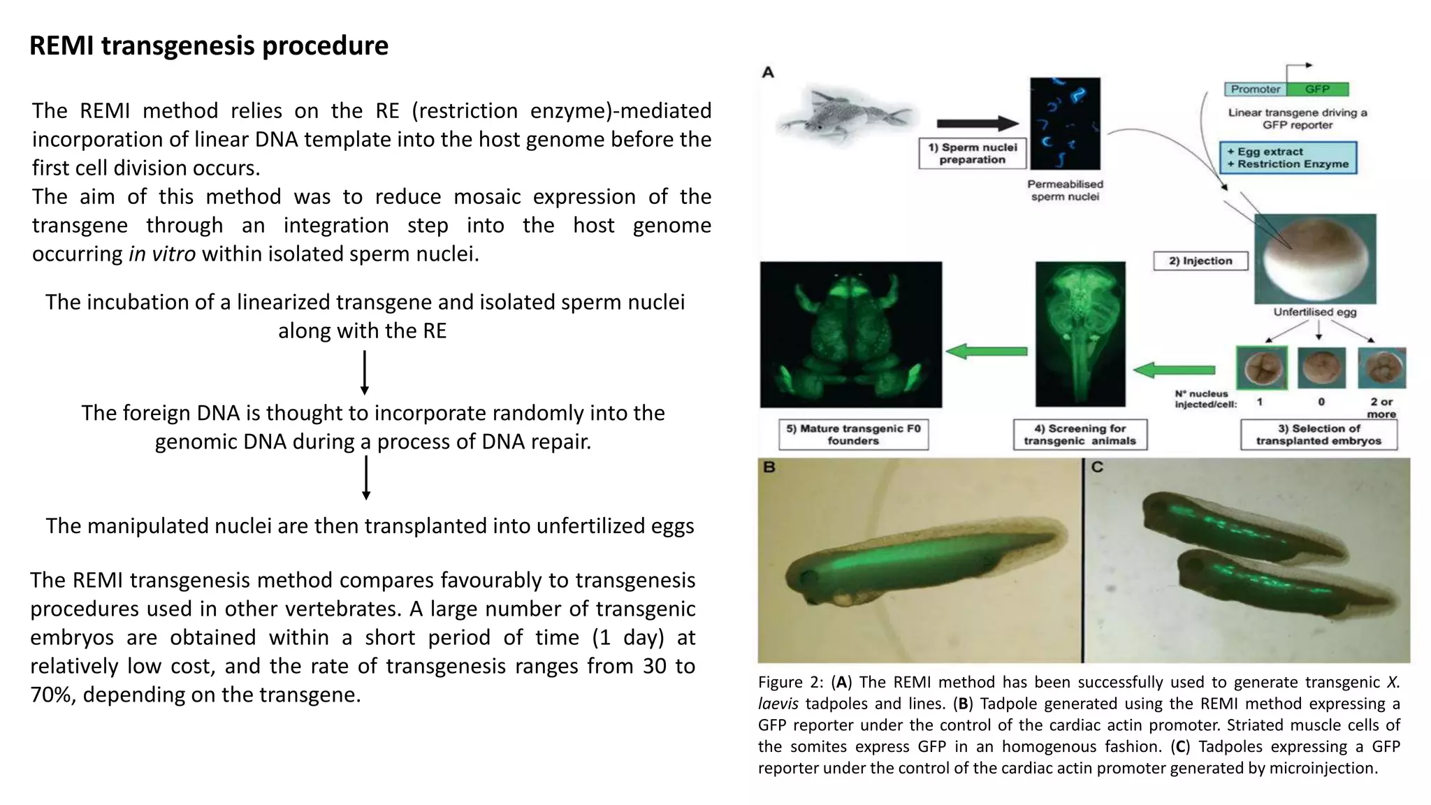 Transgenic Xenopus, fish and drosophila.pptx
