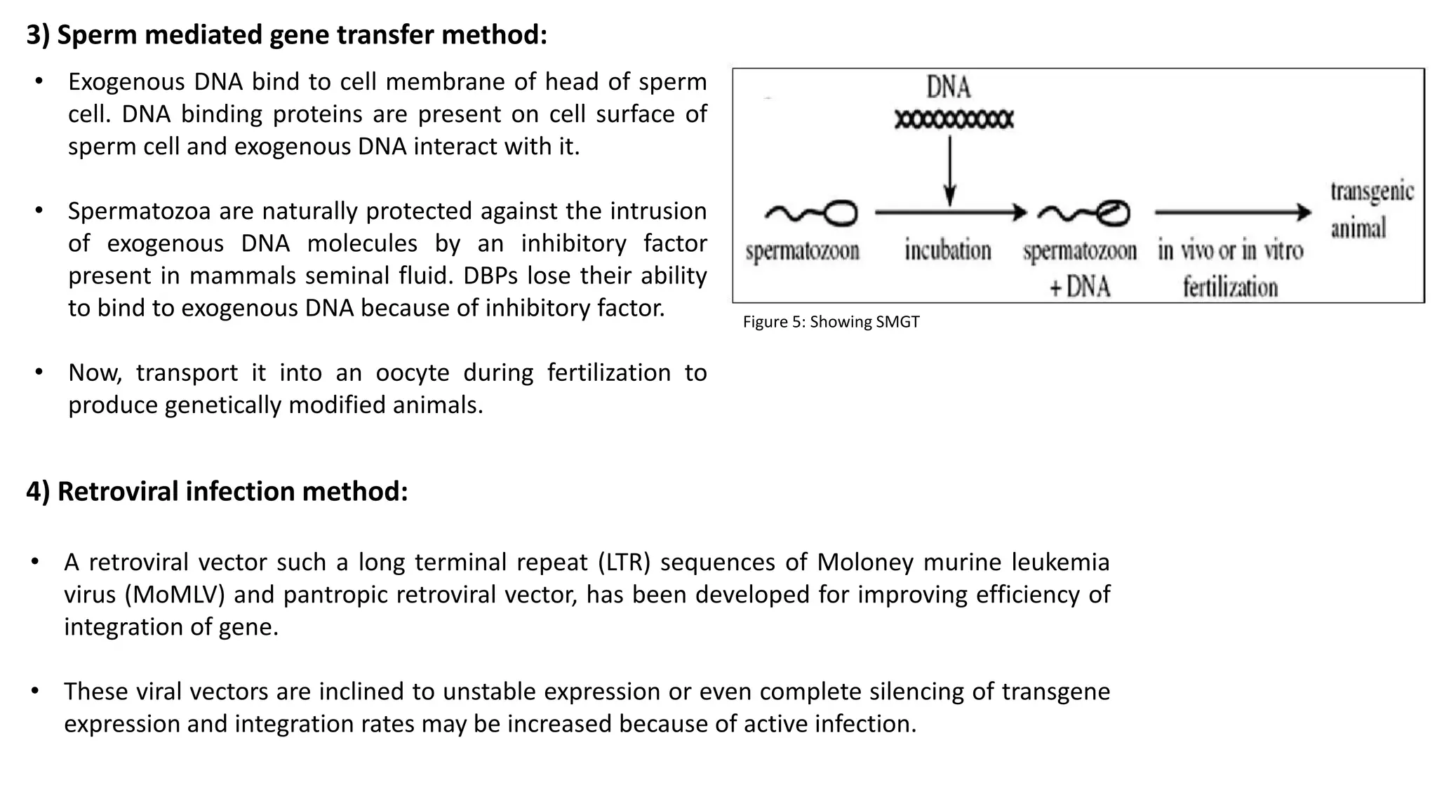 Transgenic Xenopus, fish and drosophila.pptx