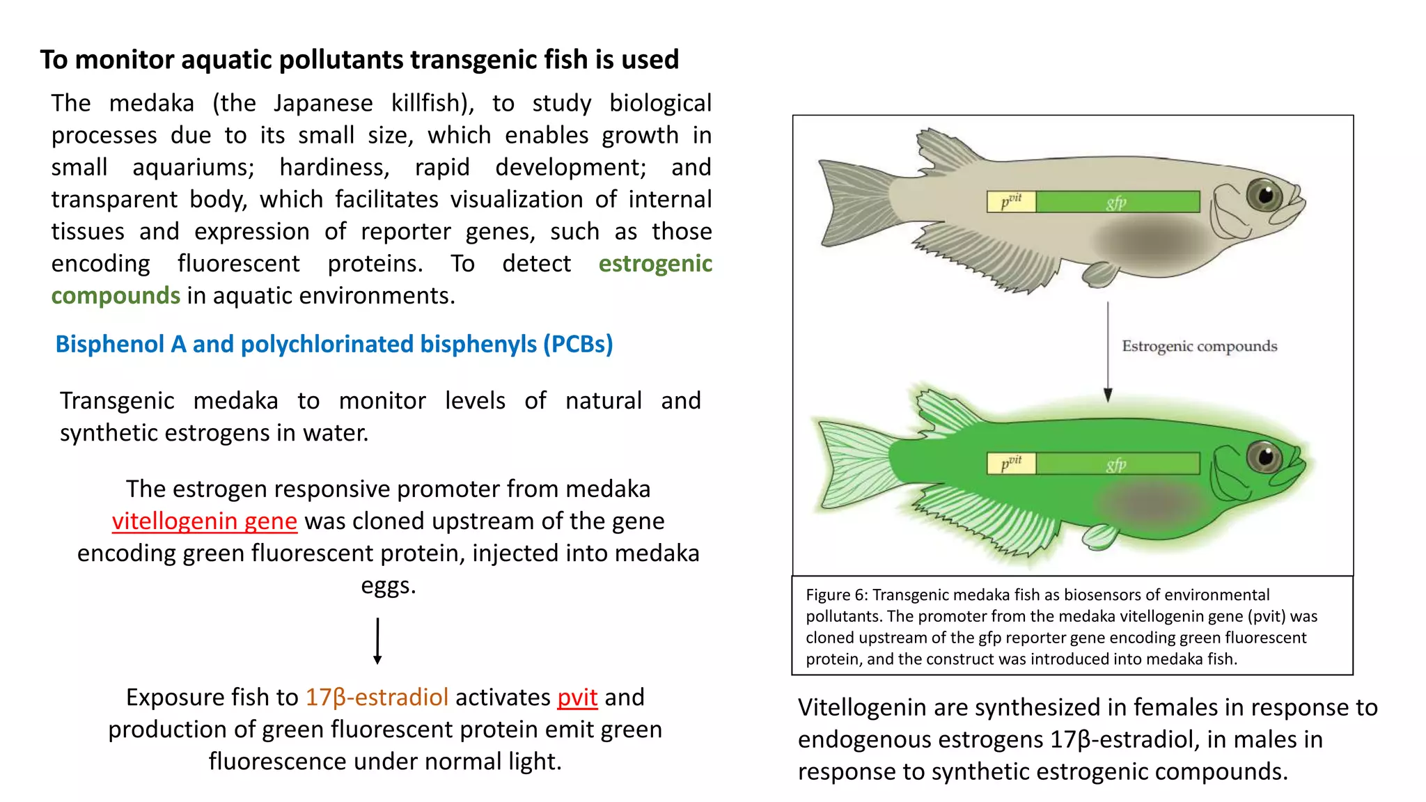 Transgenic Xenopus, fish and drosophila.pptx