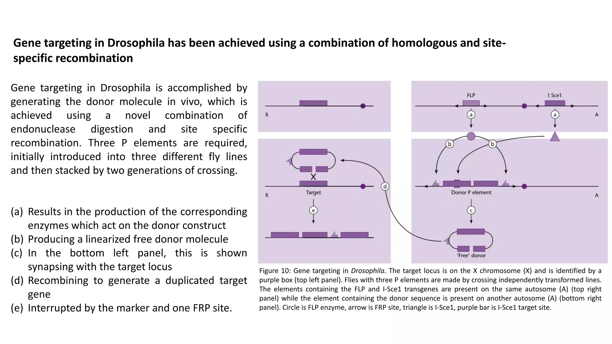 Transgenic Xenopus, fish and drosophila.pptx