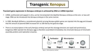 Transgenic Xenopus, fish and drosophila.pptx