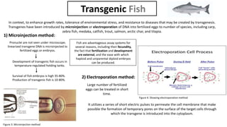 Transgenic Xenopus, fish and drosophila.pptx