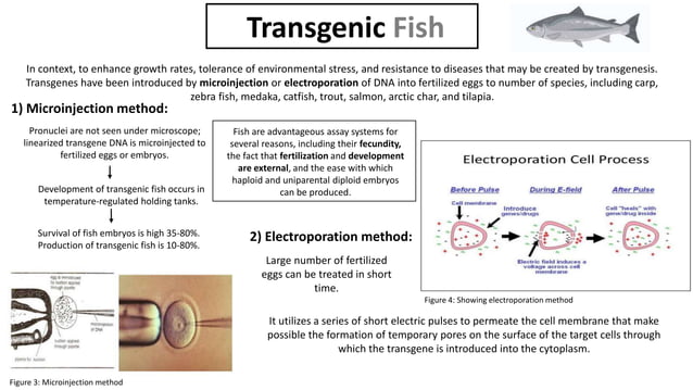 Transgenic Xenopus, fish and drosophila.pptx