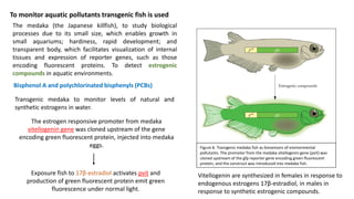 Transgenic Xenopus, fish and drosophila.pptx