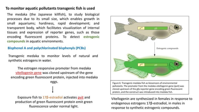 Transgenic Xenopus, fish and drosophila.pptx