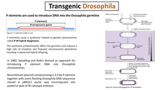 Transgenic Xenopus, fish and drosophila.pptx