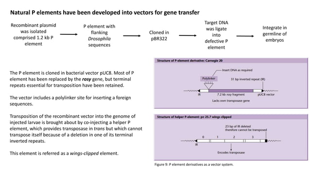 Transgenic Xenopus, fish and drosophila.pptx