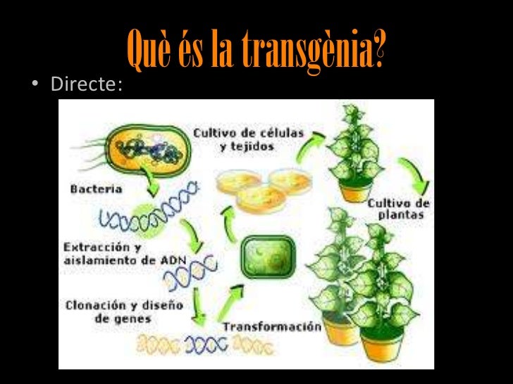 Transgènia