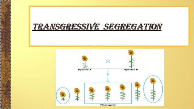 Transgressive Segregation Variability, Heritability And Transgressive