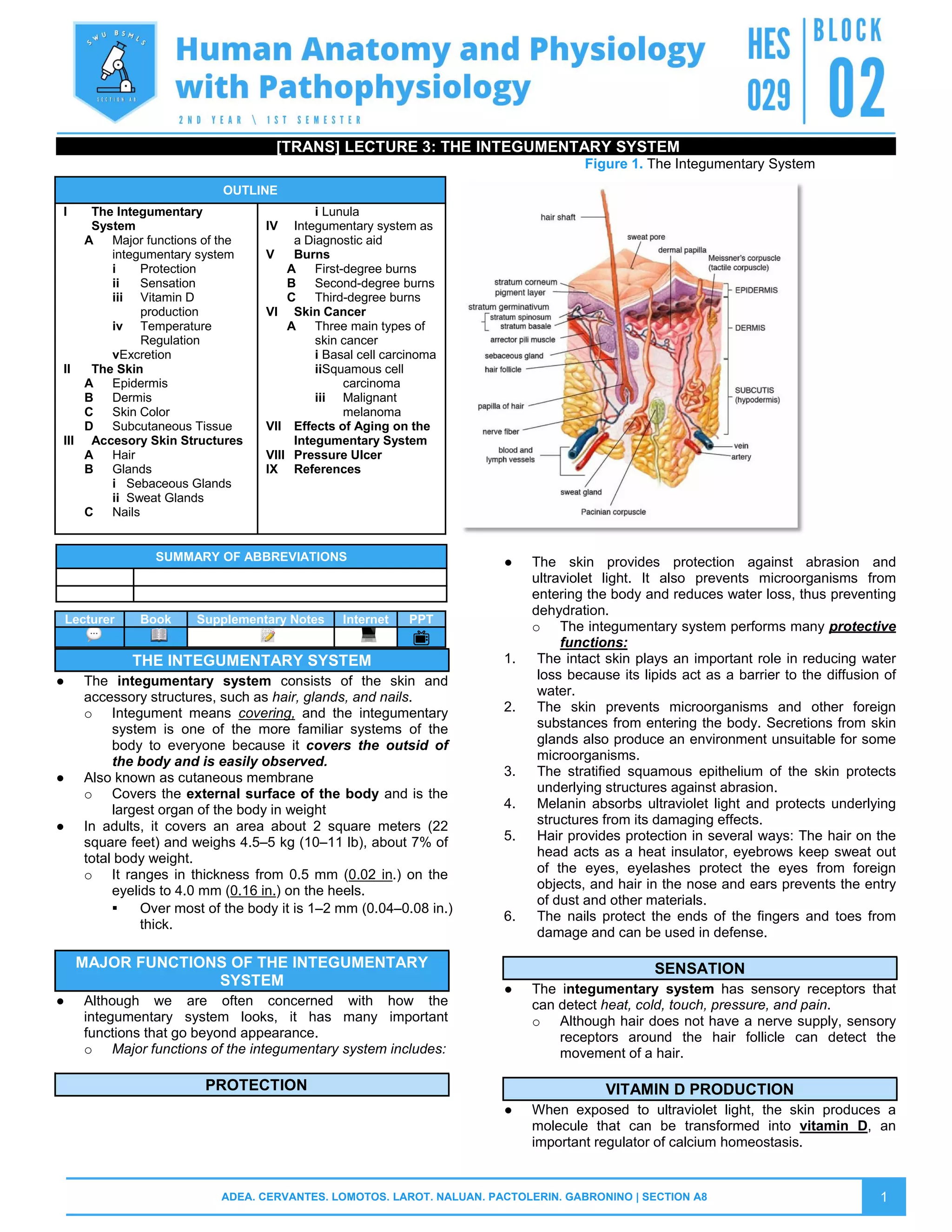[TRANS] HES 029 - Lecture 3 (The Integumentary System).pdf
